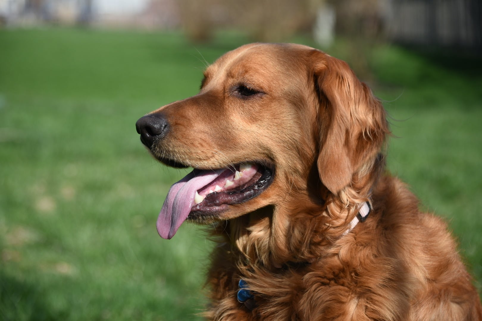 Ohio Dog Owners Must Follow State Laws